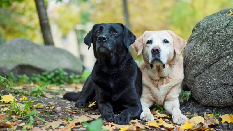 Razas de perros: Una guía para los amantes de los caninos - Mascota en ...
