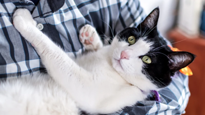 8 Señales de amor de tu gato: Cómo saber si realmente te quiere ...